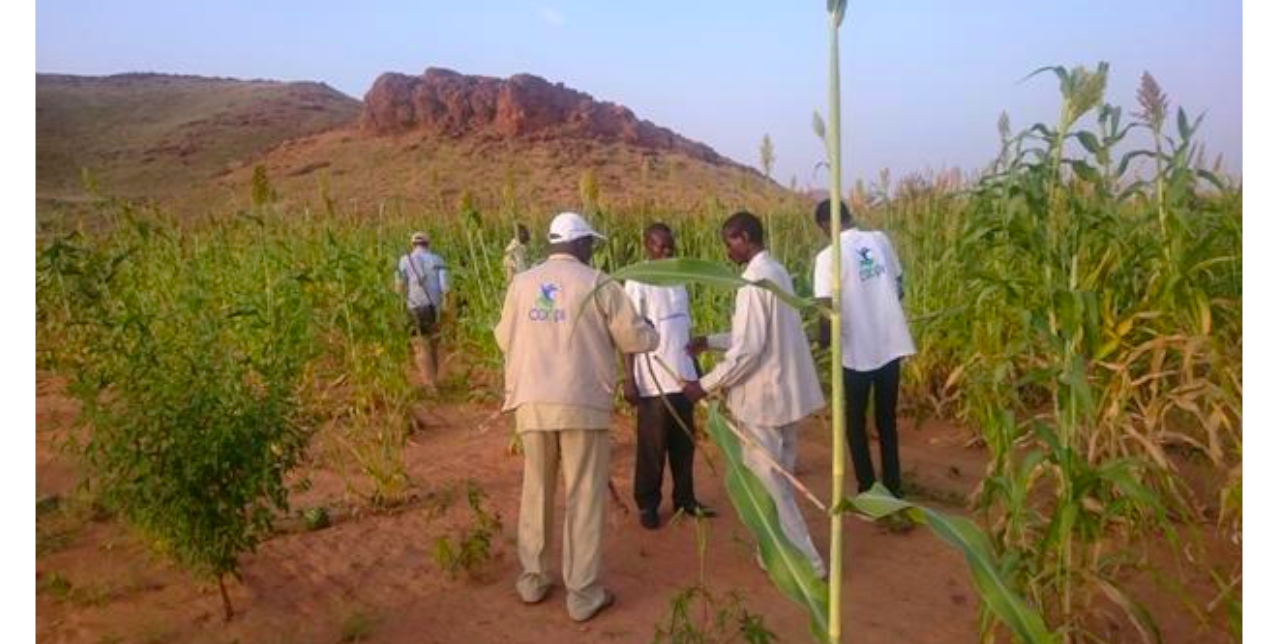 North Darfur: Abubaker teaches us how ancestors faced drought | COOPI
