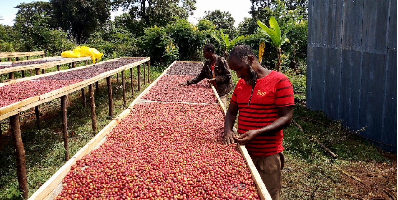 Inclusion and sustainability in the coffee chain | COOPI